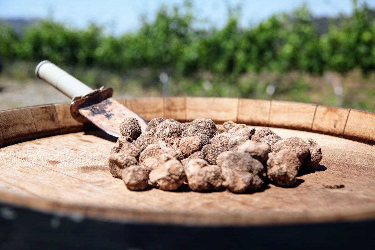 Trufas y vinos, la armonía donde los secretos se revelan
