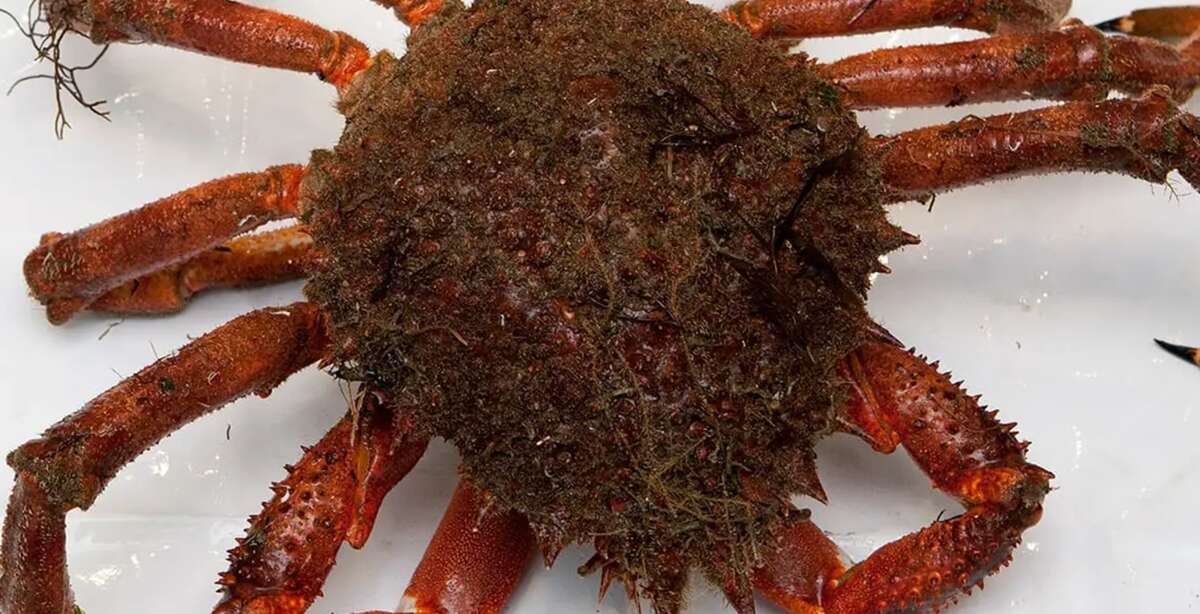 Festa da Centola de O Grove o cómo comer marisco en un entorno de 10