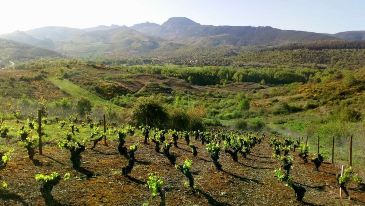 6 vinos con godello: la uva que emociona a los amantes de los mejores ...