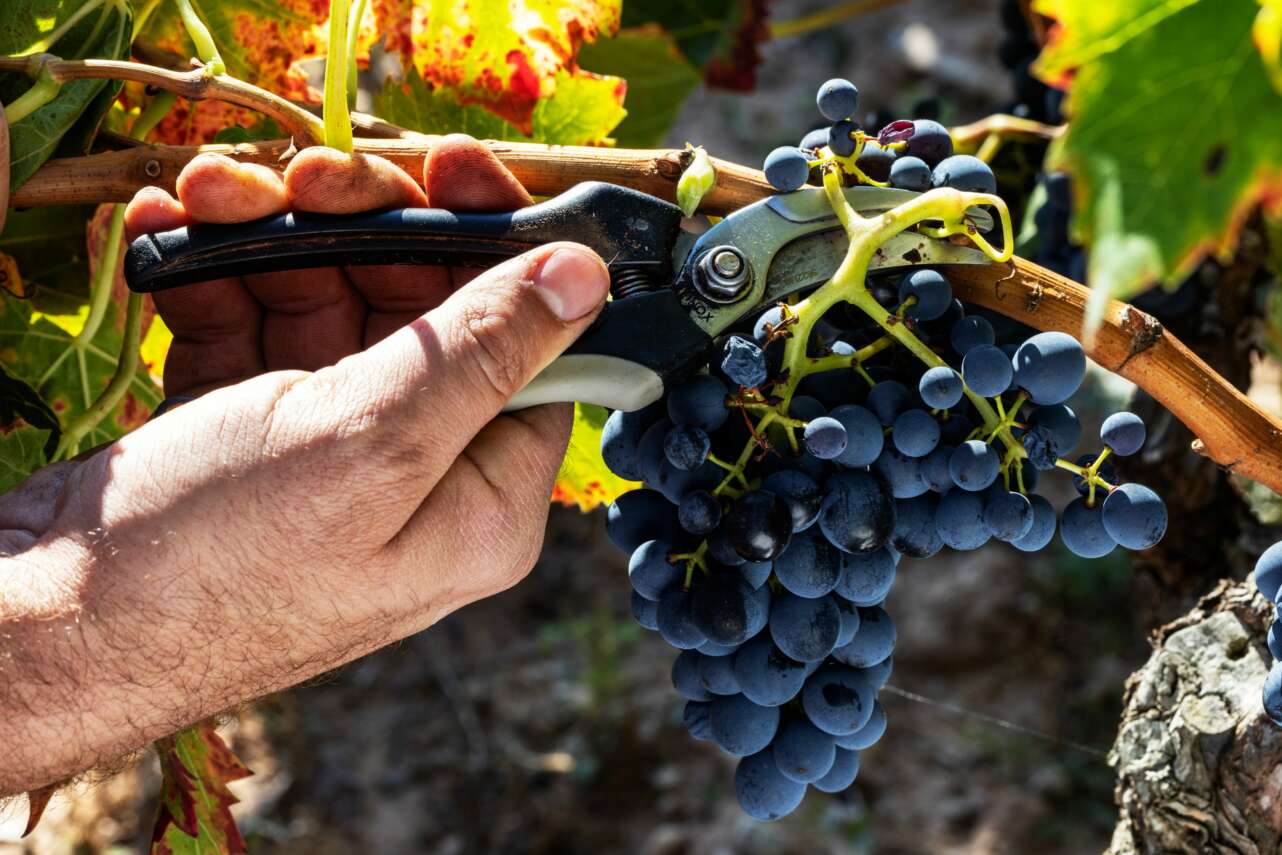 6 vinos con garnacha: la uva de los grandes tintos monovarietales españoles