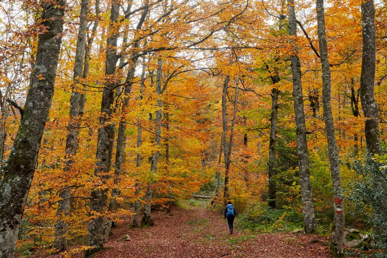 Un paseo por los hayedos más bonitos de España - Tendencias Hoy