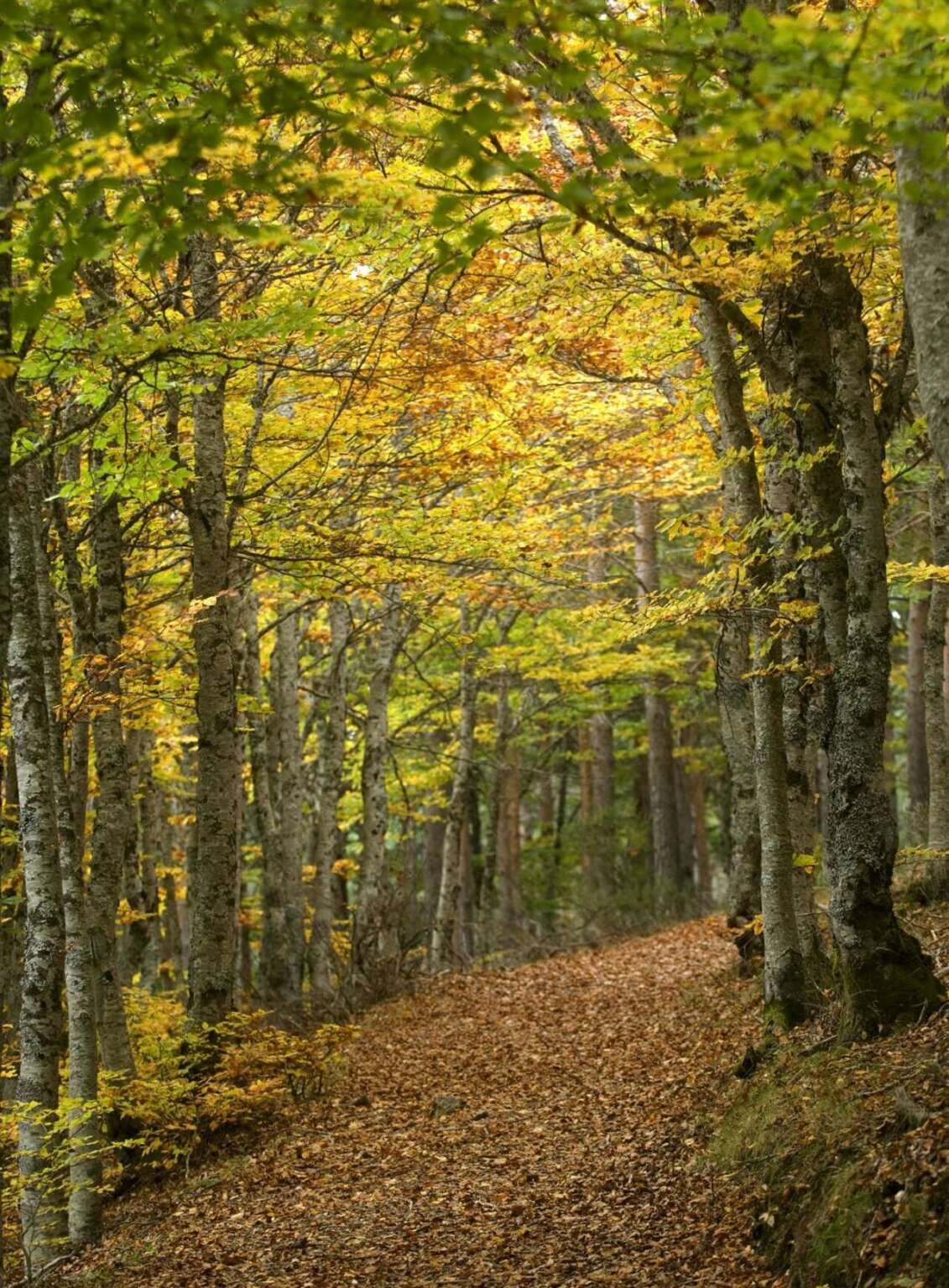 Un paseo por los hayedos más bonitos de España - Tendencias Hoy