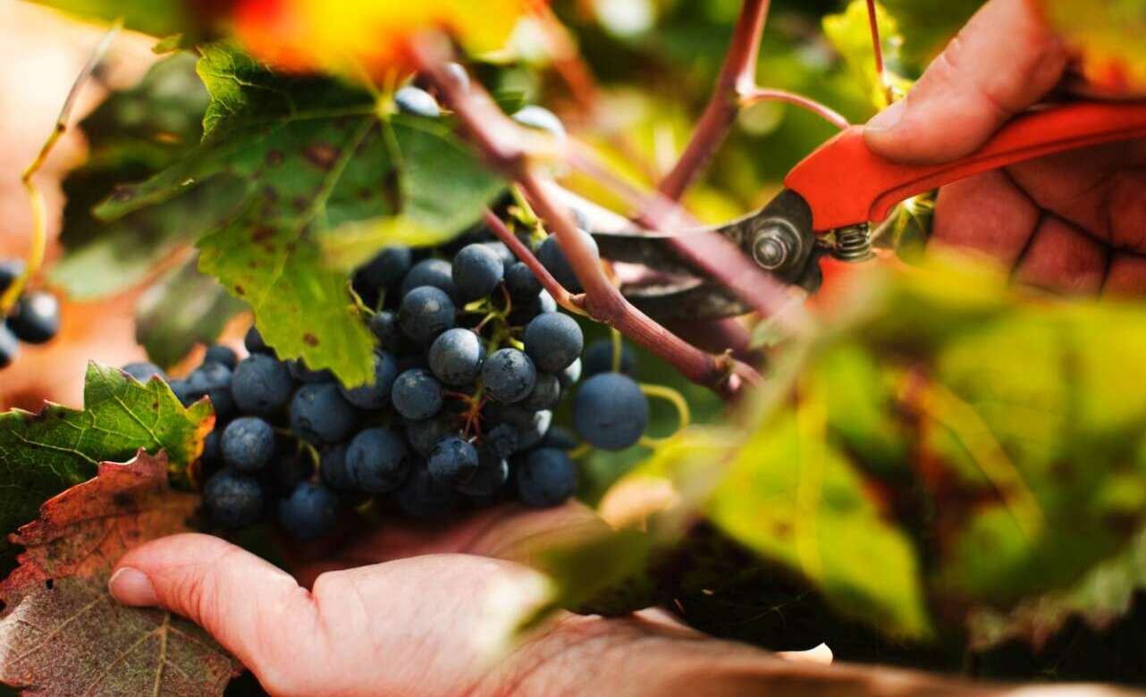 6 vinos con bobal: la uva tinta que reina en Utiel-Requena