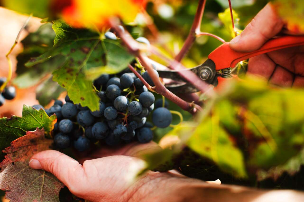 6 vinos con bobal: la uva tinta que reina en Utiel-Requena