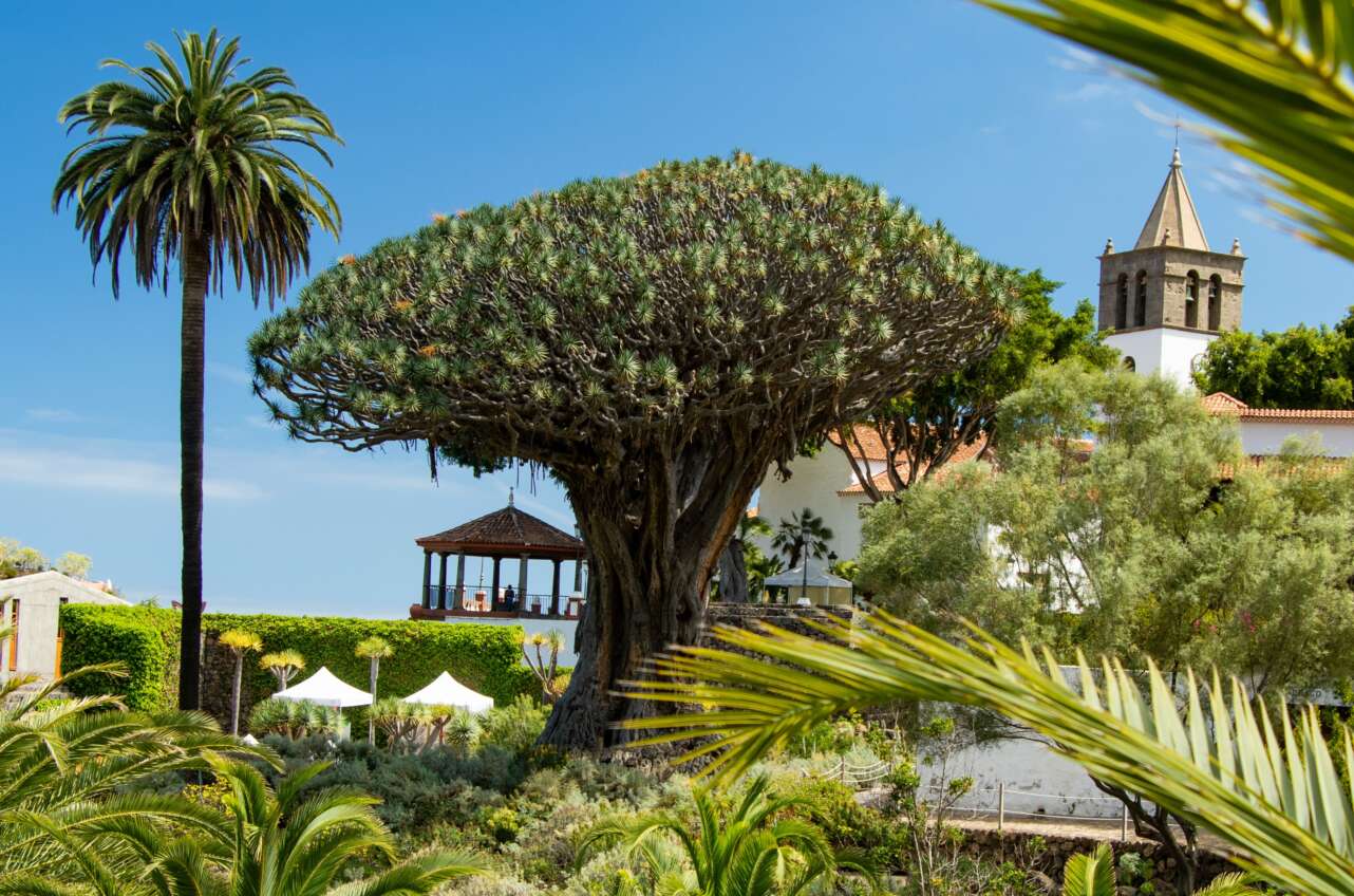 Qué ver en Icod de los Vinos, el nuevo Pueblo Mágico de España