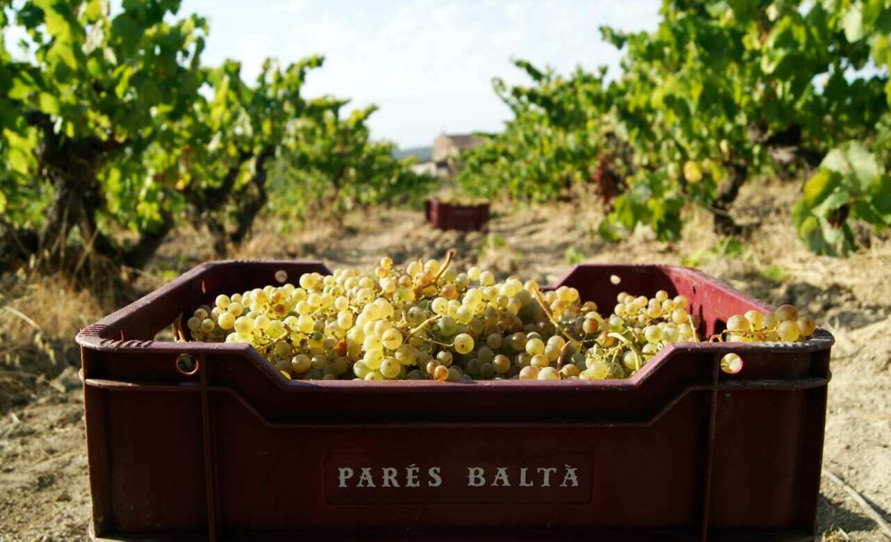 5 vinos con xarel·lo: la sutil uva blanca que enorgullece a El Penedès