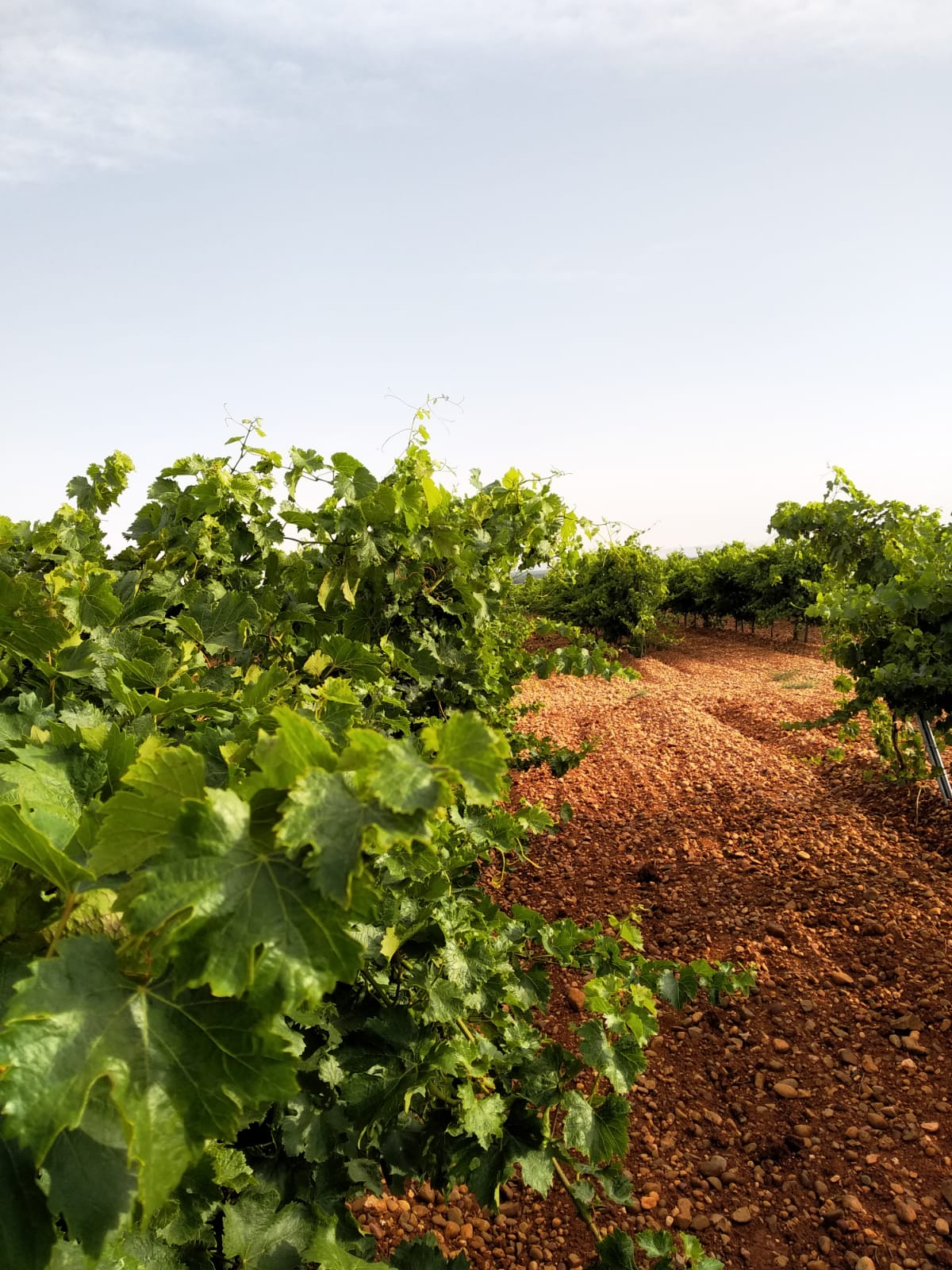 Viore, un blanco ecológico para brindar con conciencia
