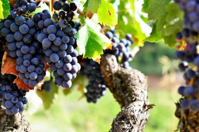 5 vinos con garnacha peluda, la curiosa uva que deslumbra en Cataluña