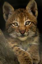 El lince ibérico en España: dónde verlo, habitat y características